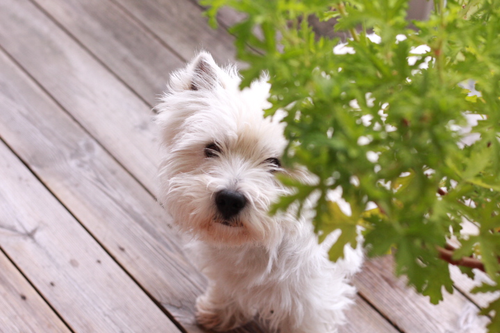 Höst hos oss | tassar genom livet